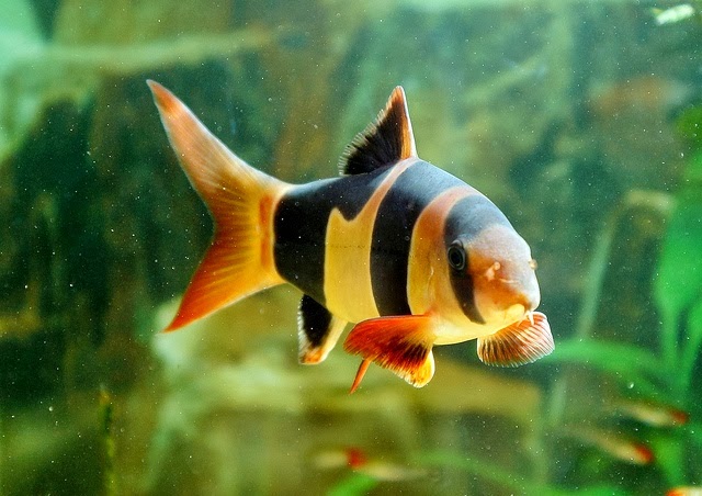 Budidaya Ikan Botia ~ Dunia Air