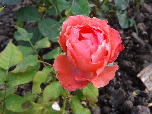 Ranczo Elma: Róża (Rosa) Red Queen