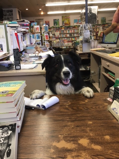 gulfofmainebooks: Bookstore Dogs