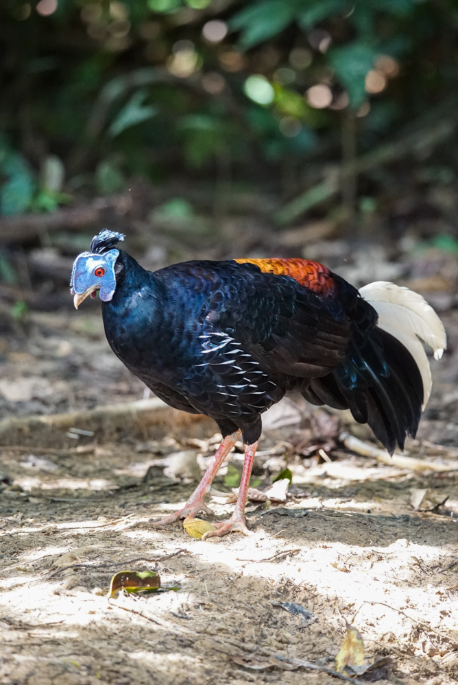 Marvelous Malaysian Peacock-pheasant at Taman Negara