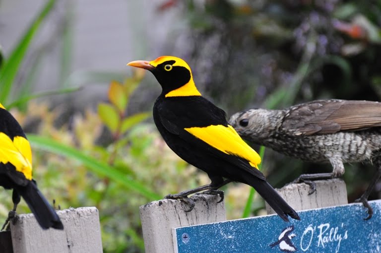 Paying Ready Attention - Photo Gallery: March 2011