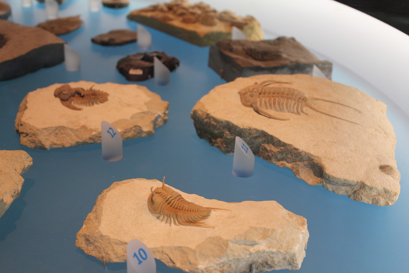 Biological Thinking: Trilobites at the Chicago Field Museum