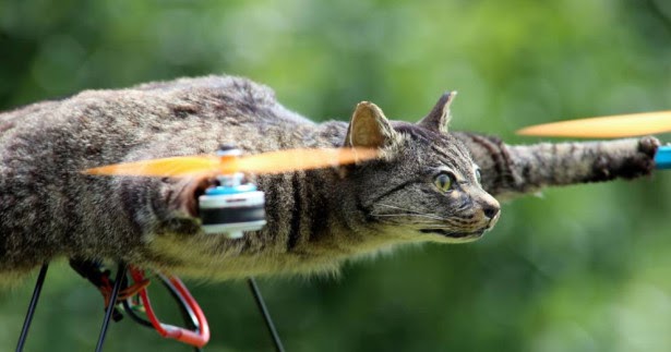 MAN WHO TURNED HIS DEAD CAT INTO A DRONE ~ WALKER WHITE NIGHT ETERNAL