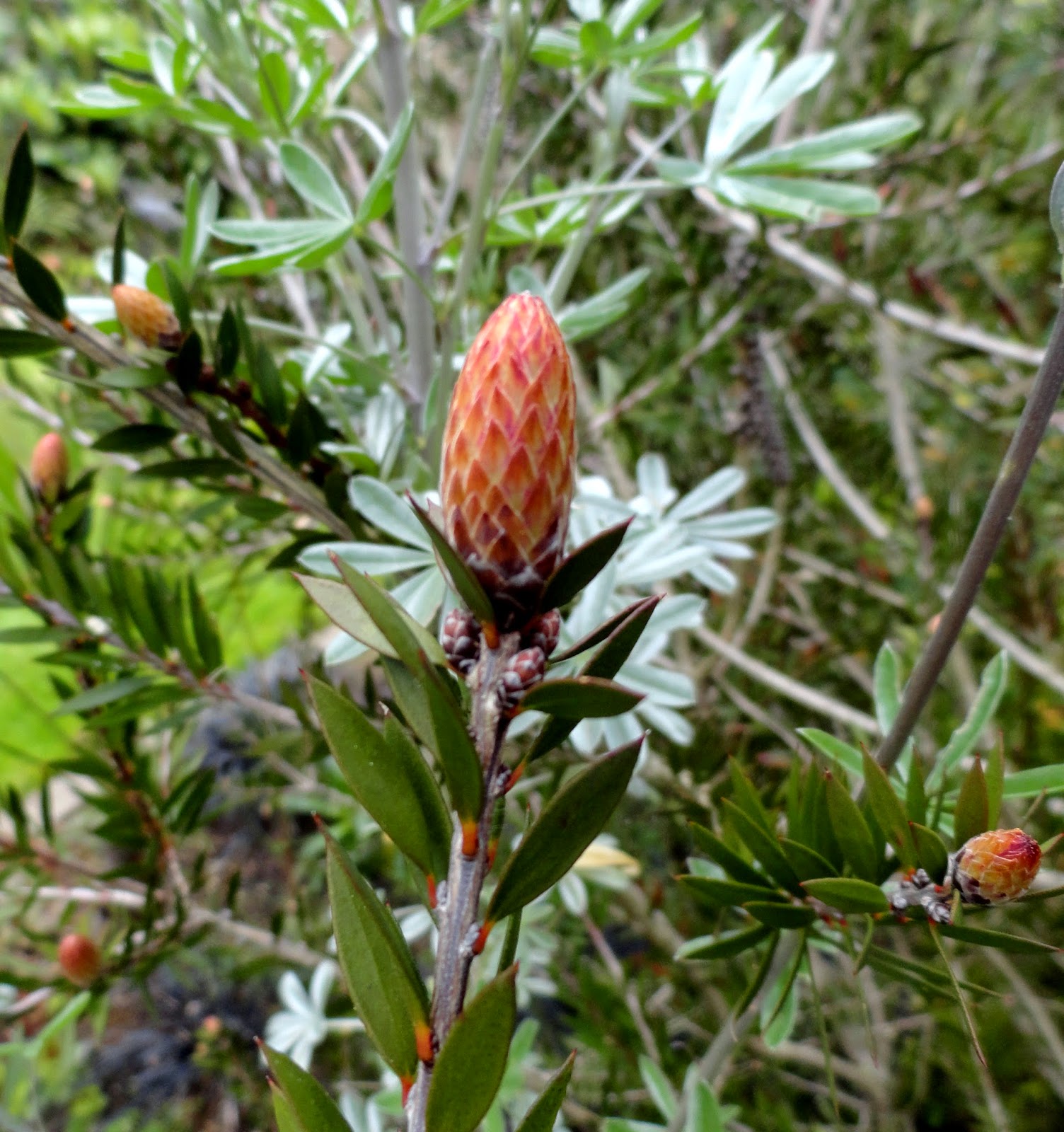 danger garden: The old, the new, and the unfortunate