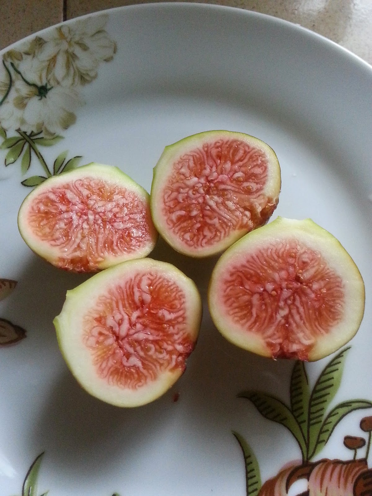TaMAn TEmPErATe: australia flanders fig profile update
