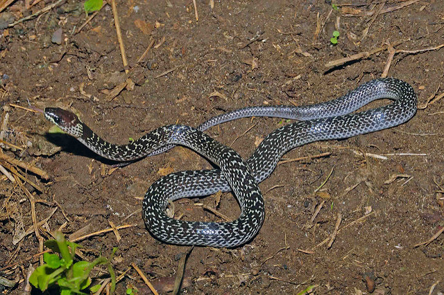 Ular Asli Indonesia: Ular Genteng (Lycodon capucinus)