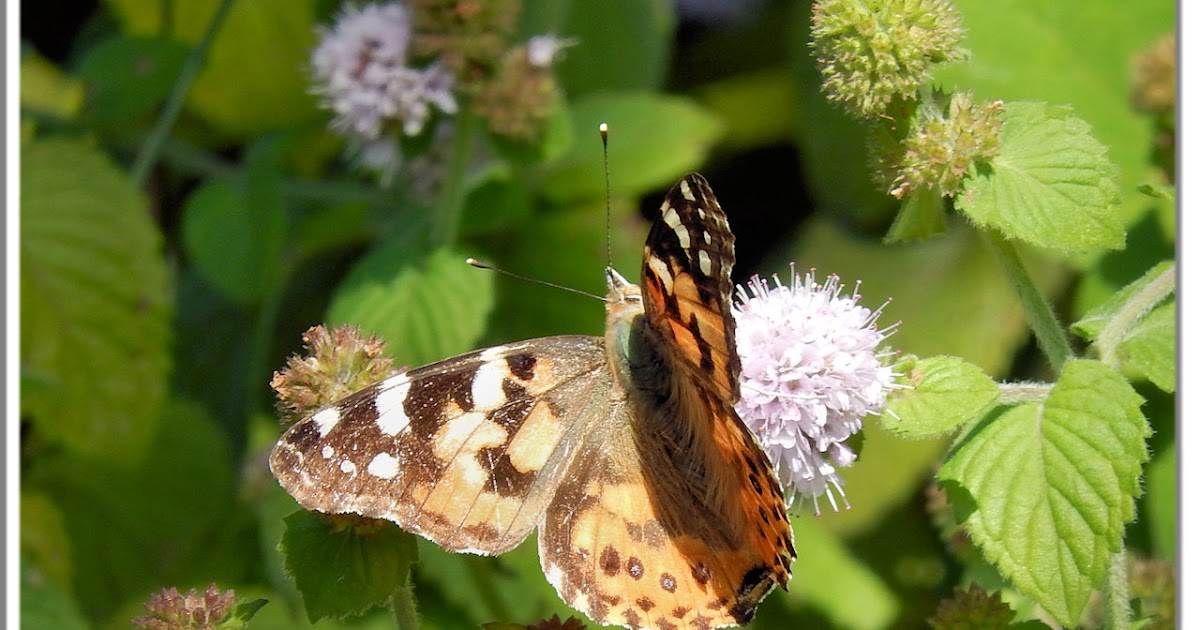 Photos Daniel: Insecte