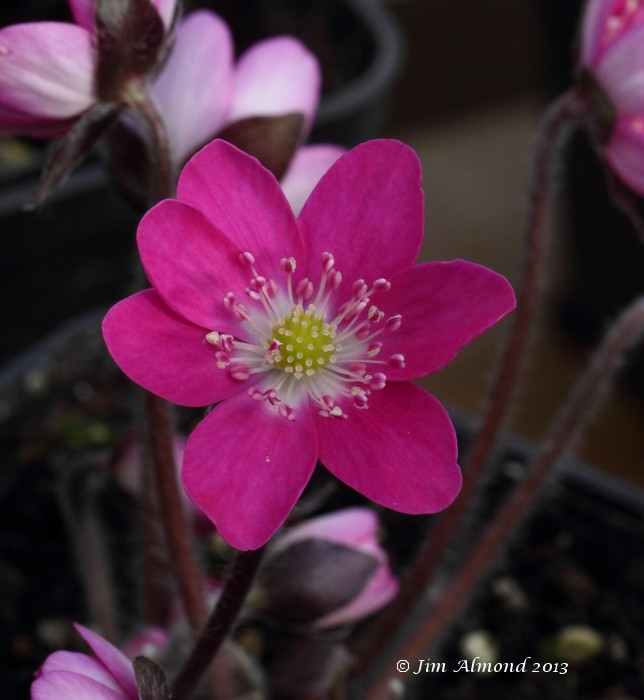 Alpines for the Enthusiast: Ashwood - Hepaticas and Snowdrops