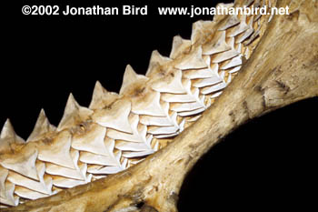 从心开始, 知足常乐 - ing : Coral Reef Adventure @ IMAX