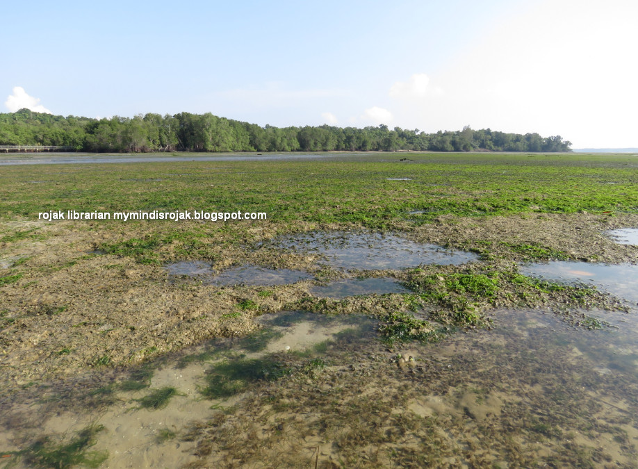 Chek Jawa Wetland Tour (Pulau Ubin) - Part II