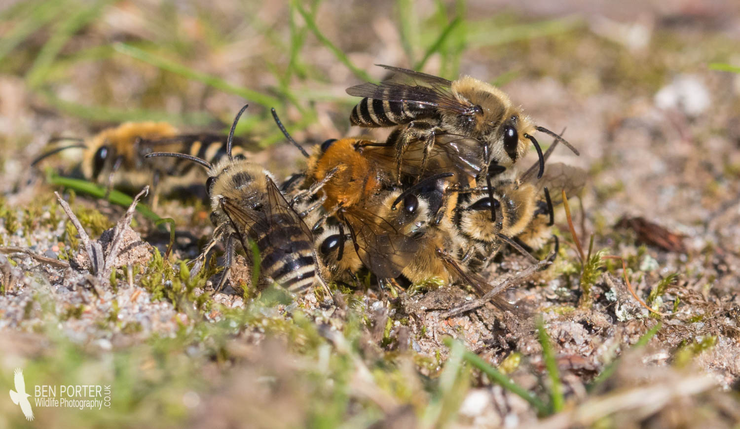 Ben Porter Wildlife Photography: The Ivy Mining Bee (Colletes hederae)