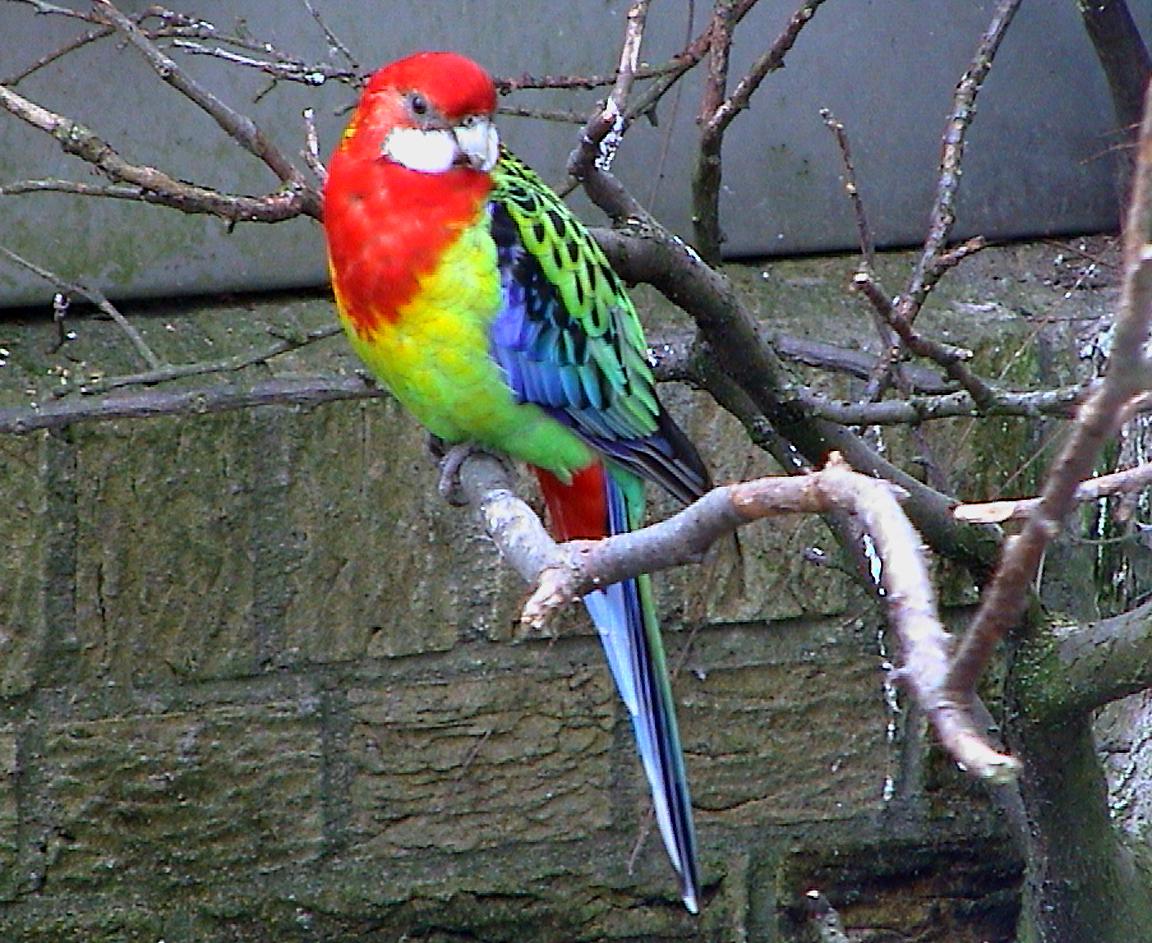 Ovaltes: Eastern Rosella Amazing Birds From Australia