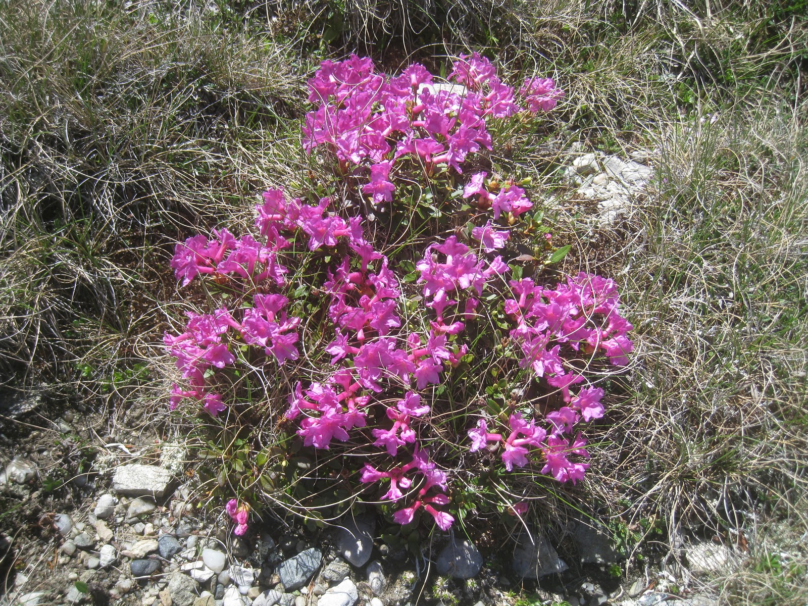 Impresii de calatorie: 31 mai 2018, plin sezon la rododendron in Bucegi