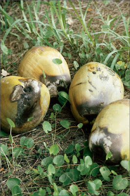 The case of the disappearing coconuts - A closer Look