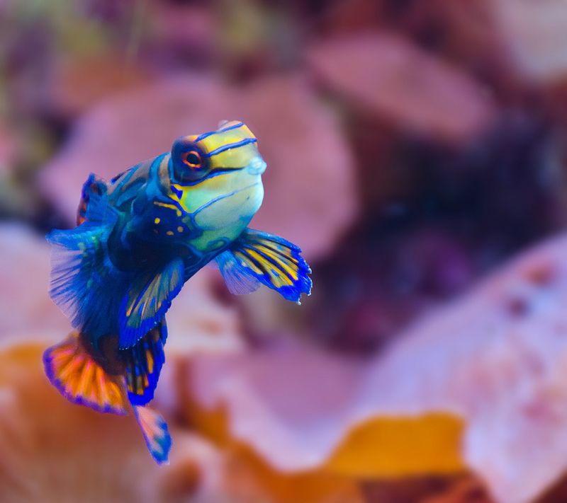 Beautiful World : Mandarin Fish (19 Pics)
