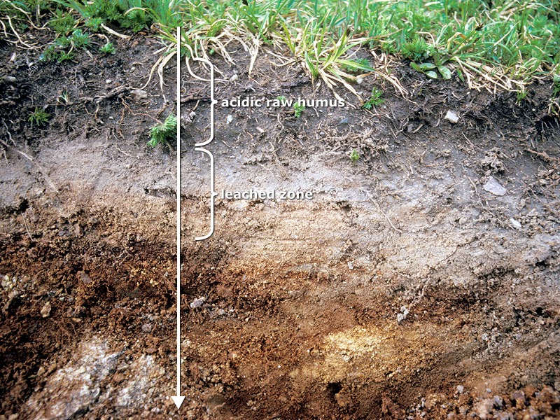 Whats Beneath Your Feet: Soil Forming Factors