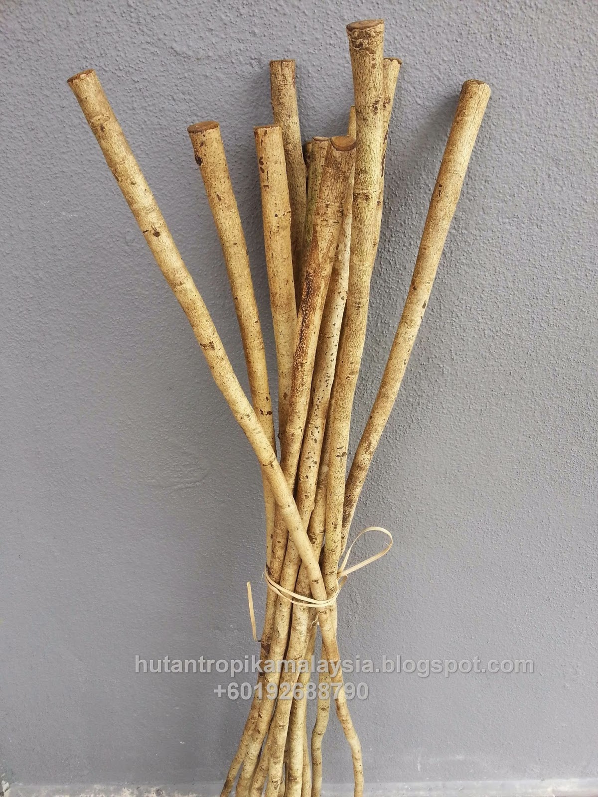 金山香料貿易 : Kayu Tas ( Kayu hujan panas)