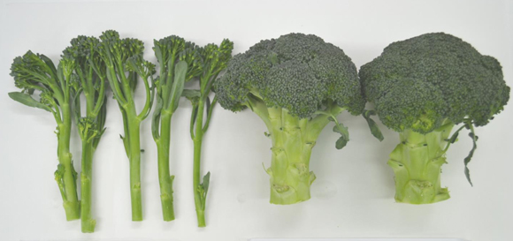 Best fresh - Mejor fresco!: Asparation, bimi, broccoletti, broccolette ...