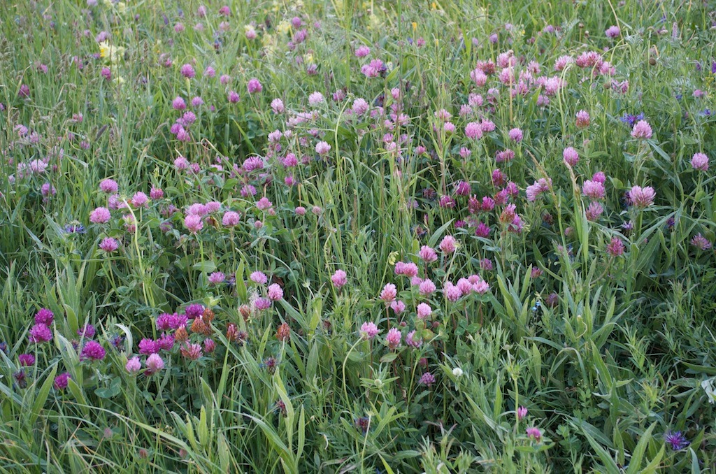 Dingue de plantes: Vive les trêfles