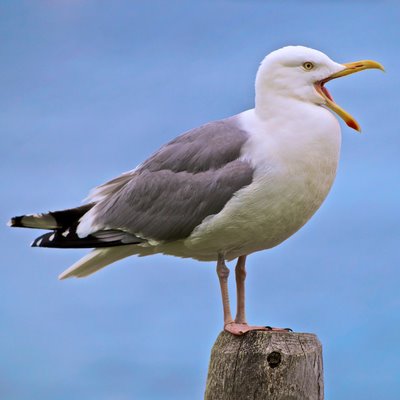 Cute Seagull In Photos | Funny And Cute Animals