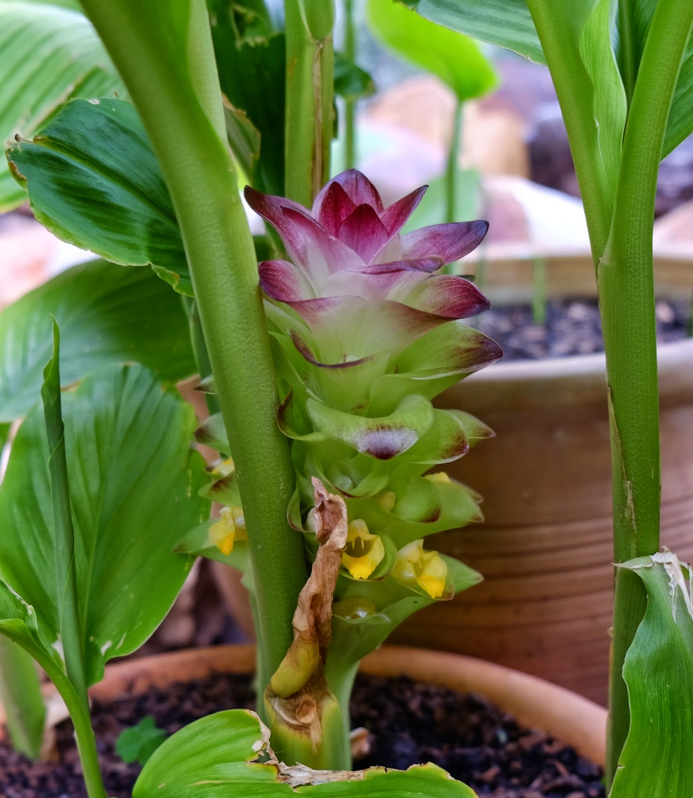 the sourcerer: Curcuma Longa.