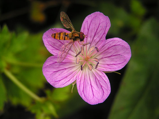 Staudefeen: Storkenæb - lyserøde/pink nuancer