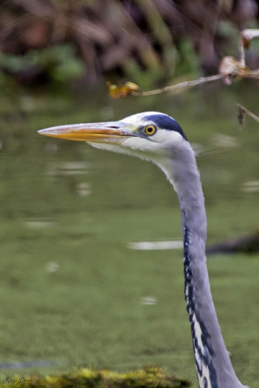 Foto's: Blauwe reiger