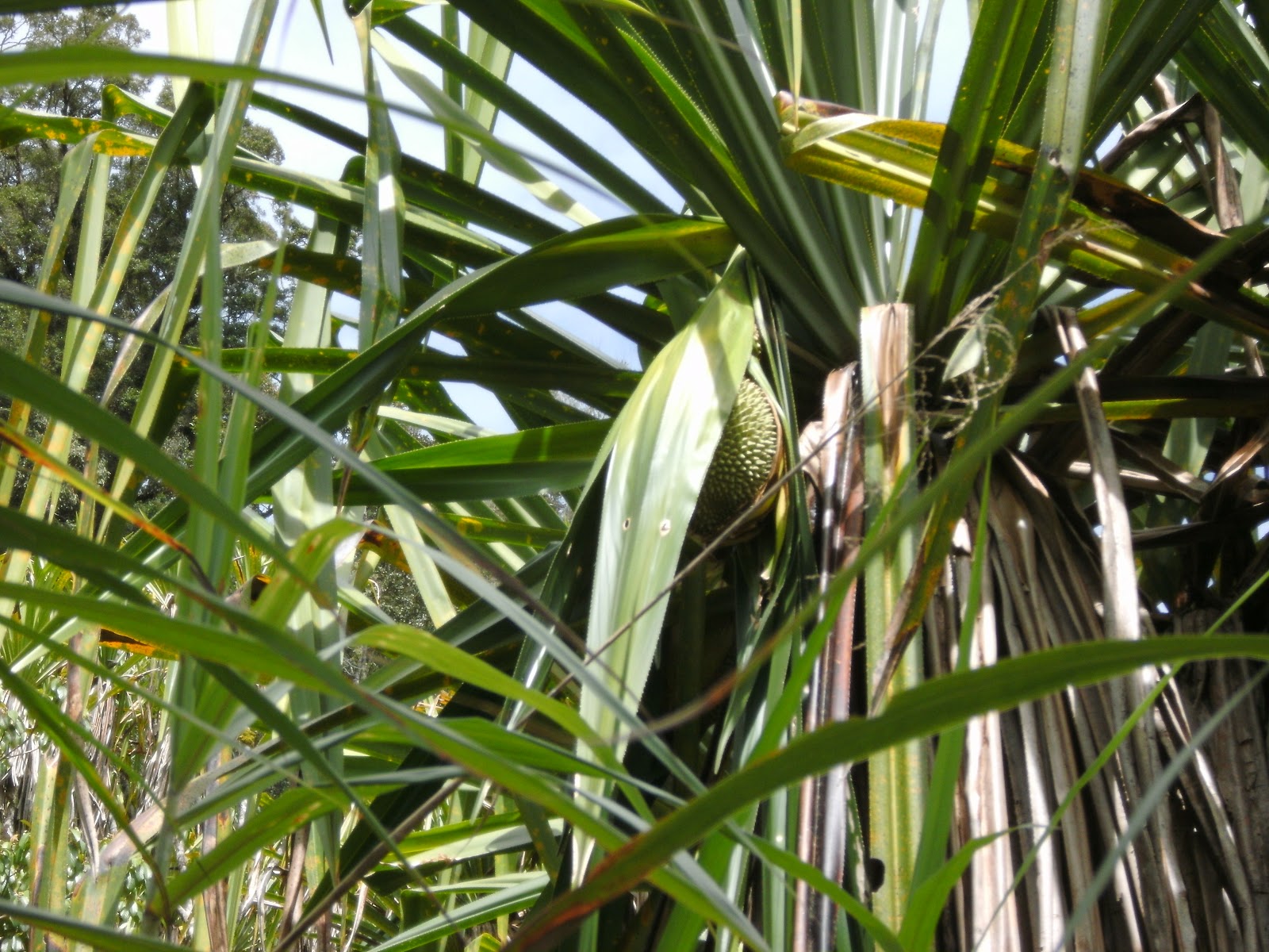 Last Karints in Pictures: Pandanus Nut (Karuka) Season