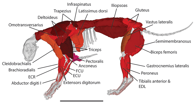 A (palaeo)biologist postdoc's views of the past, present and future ...