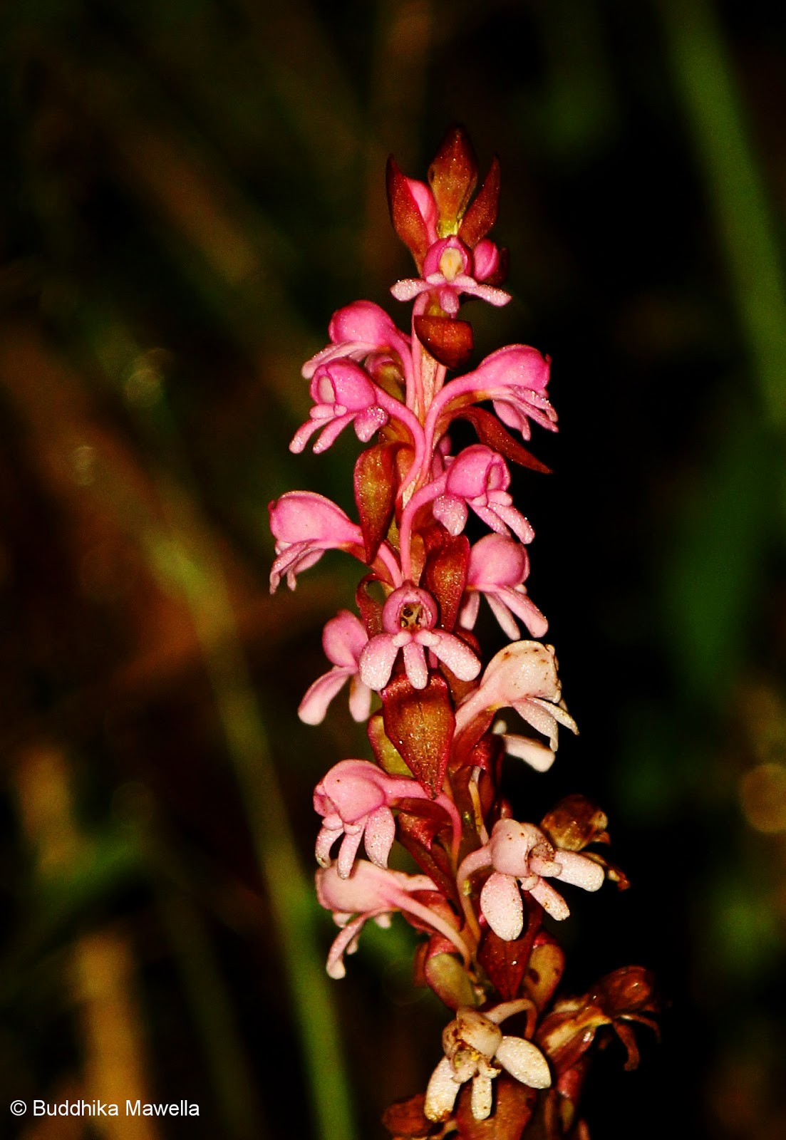 Lanka Nature Summary: Satyrium nepalense