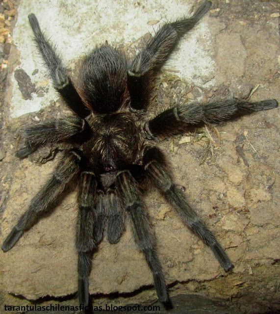 Tarántulas Chilenas : marzo 2014
