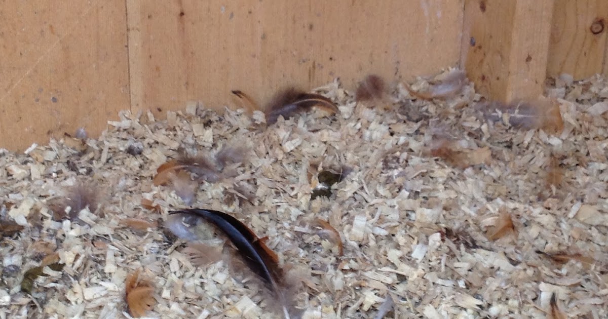 Spring Mini-Molt