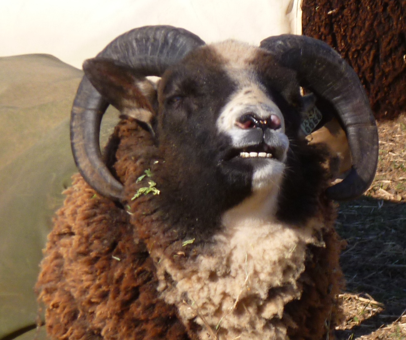 OK Acres Shetlands: Fall is my favorite season