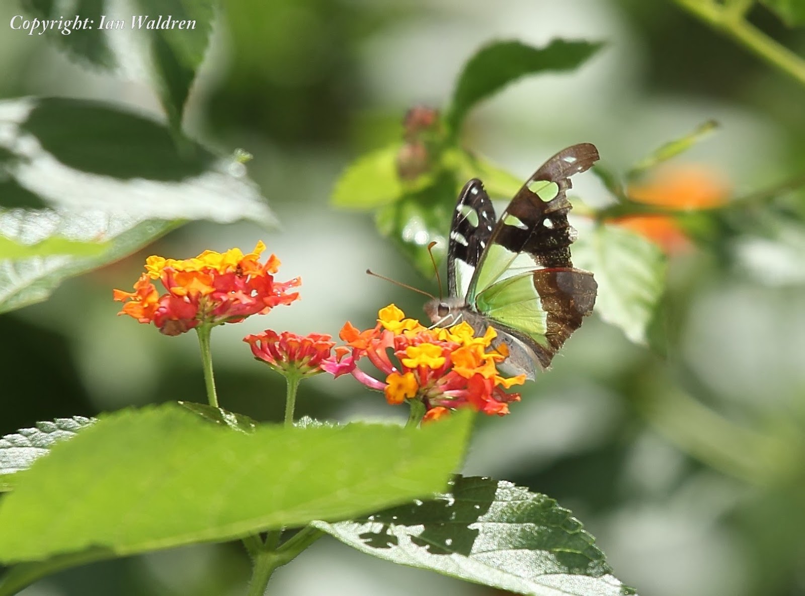 WILD TROPICAL QUEENSLAND: Butterflies