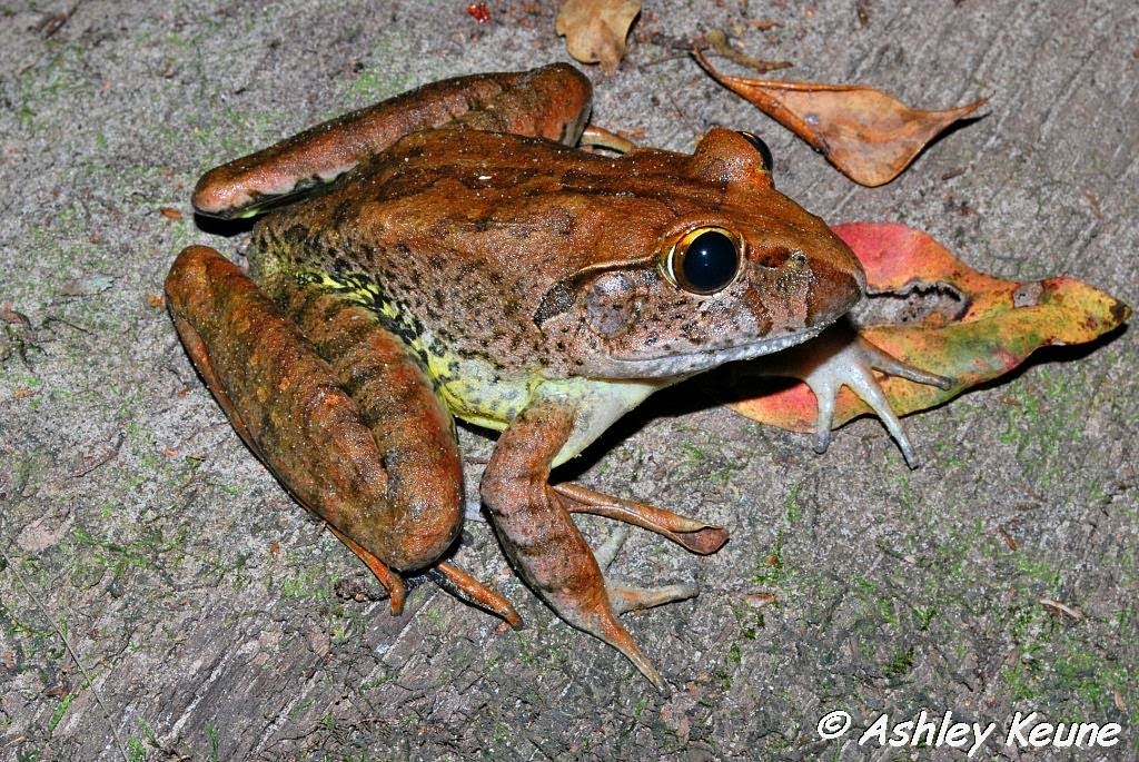 Australian Frogs Photography: KEUNEA PHOTOGRAPHY: Monitoring Frog ...