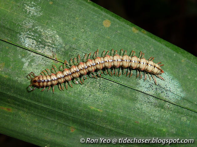 tHE tiDE cHAsER: Millipedes (Phylum Arthropoda: Class Diplopoda) of ...