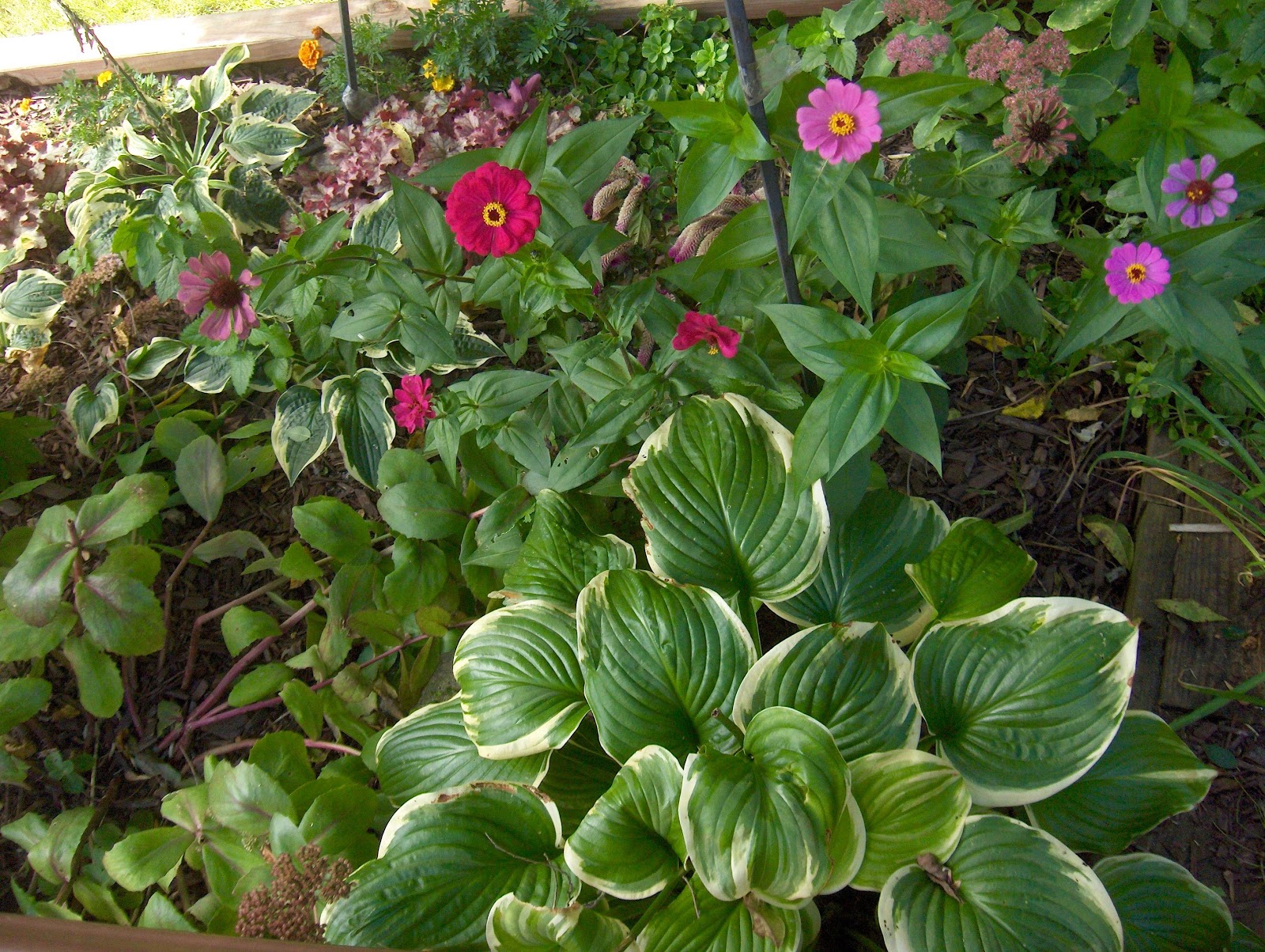 Somethings Old, New, Green, Redo!: Late Summer Midwest Garden