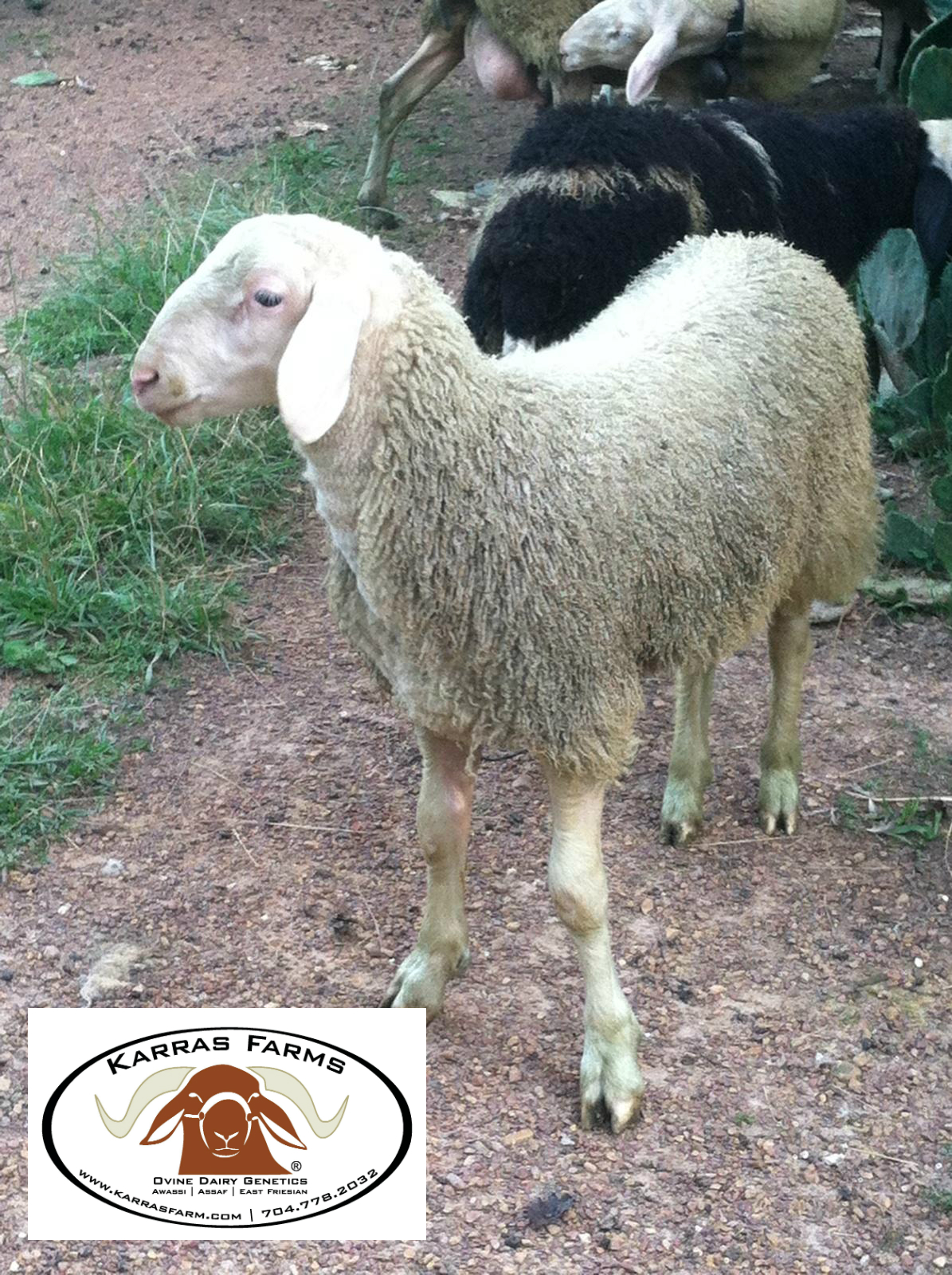 Karras Farm - East Friesian Sheep Breeder: Karras Farm - Weak Lamb At ...
