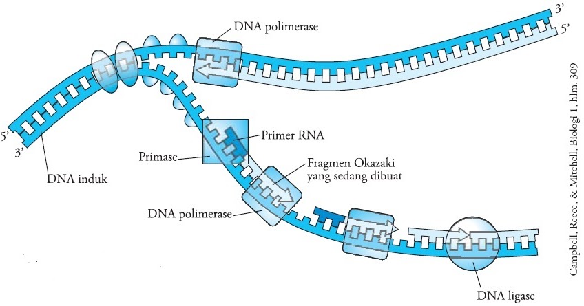 Proses dan Tahapan Sintesis Protein, Pengertian Replikasi, Transkripsi ...