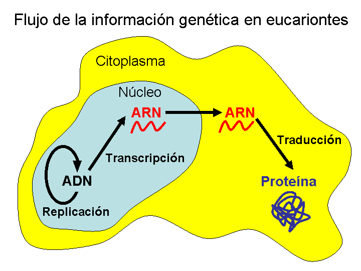 Transcripción: Síntesis de ARN. Traducción: Síntesis de Proteínas.