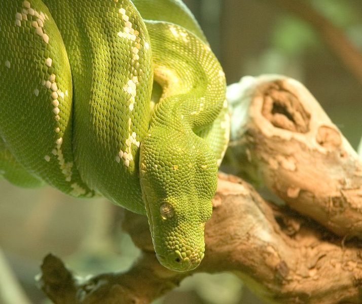 Amazing World: The World's Most Colorful Snakes - part 4