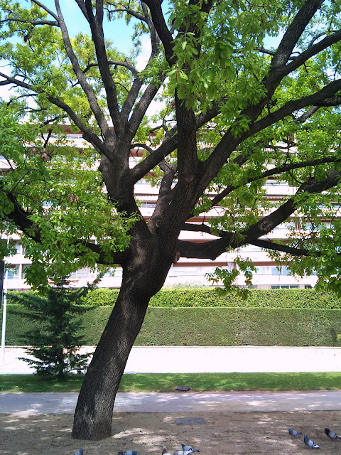 Árboles con alma: Roble pubescente. Roure Martinenc. (Quercus humilis)