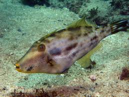 Ikan Pogot - Leather Jacket Fish - Picasso Triggerfish (Aluterus Monoceros)