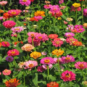 7 Meanings of Flowers Beginning with Z | Romantic Ideas In Life