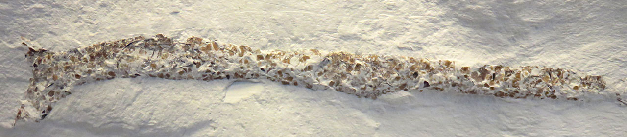 Louisville Fossils and Beyond: Terebella Worm Tube Trace Fossil