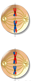 Hello from the other sides: TAHAPAN MEIOSIS