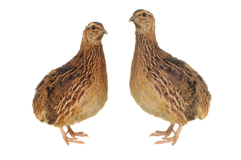 Ternak Burung Puyuh | Kumpulan Cara Beternak Yang Baik Dan Benar