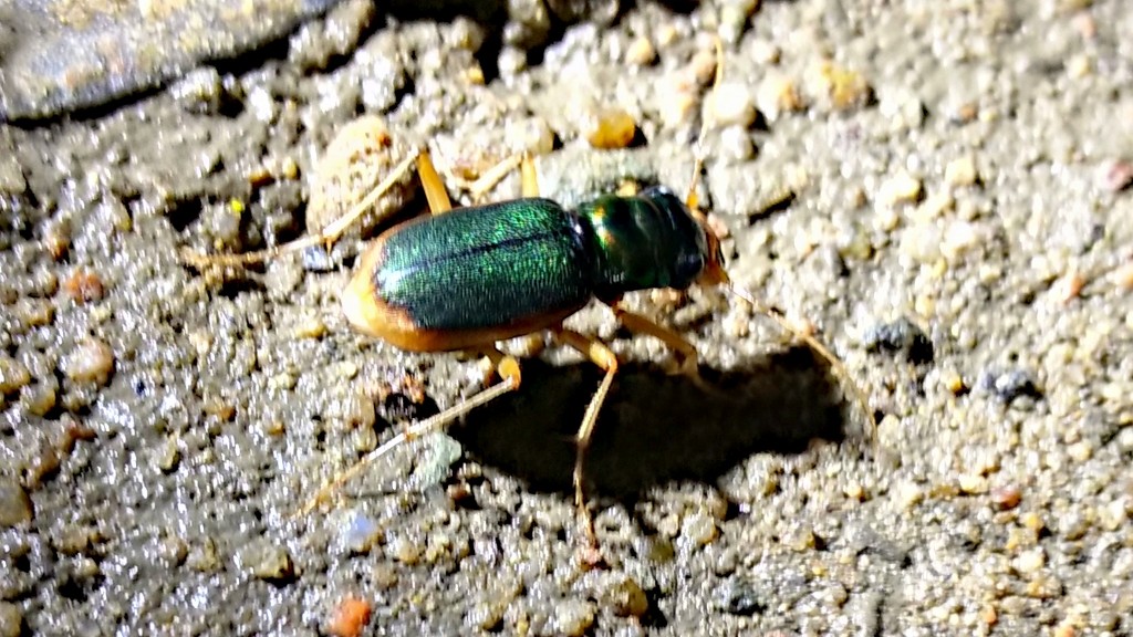 Queensland Coast: Salt Pans of Wunjunga