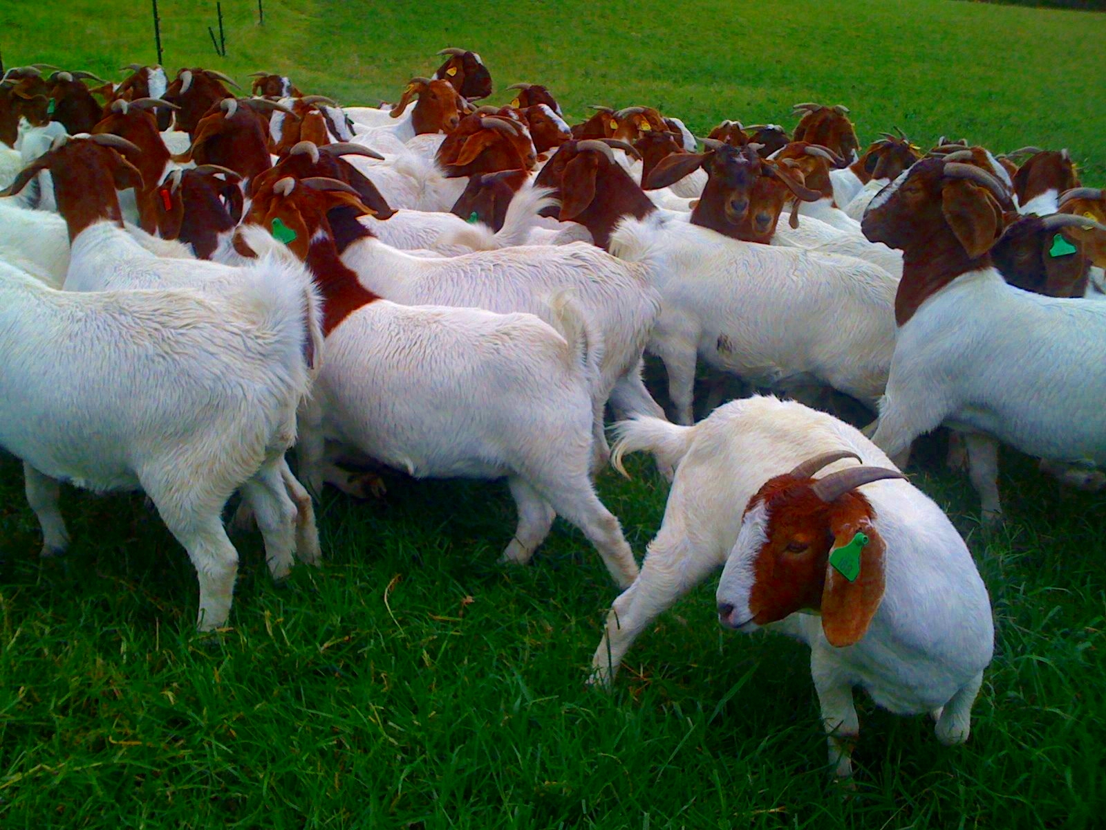 Kambing Golek Panggang Bakar..: Kambing BOER