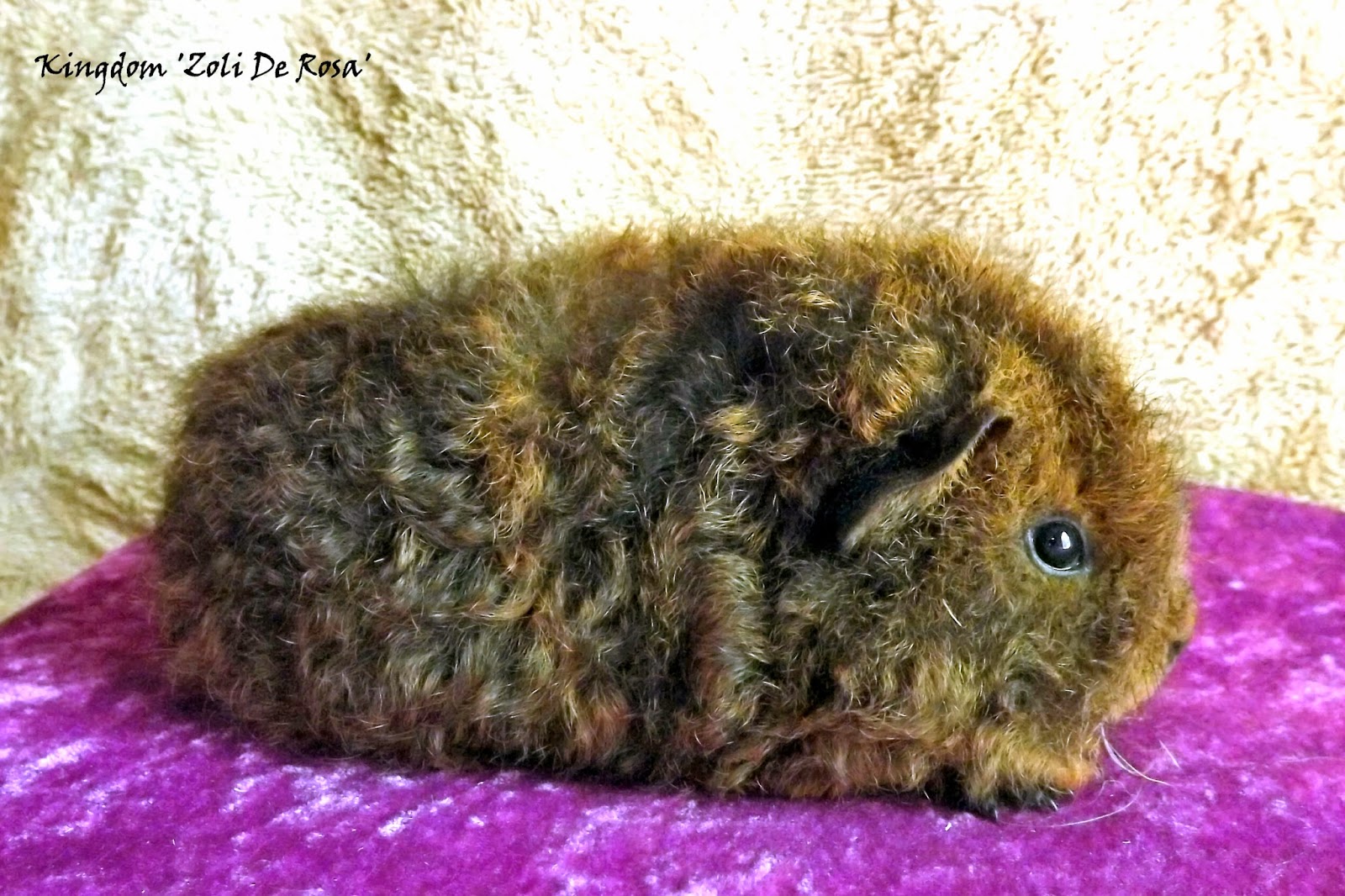 My Cavy Kingdom: Pet, Pedigree, Purebred